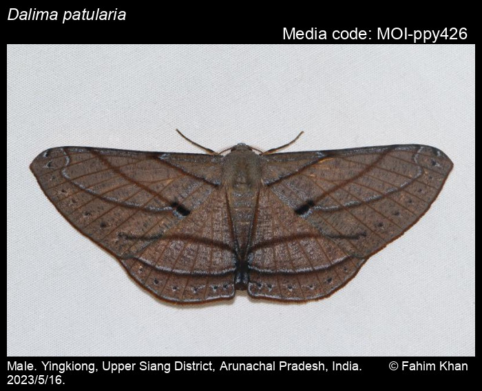 Dalima patularia | Moths